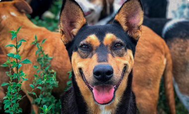 Territorio de zaguates